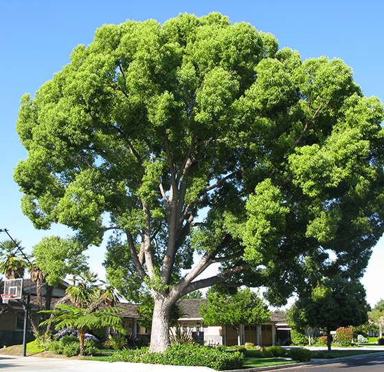 15 Ornamental Trees to Grow in Southern California - PlantNative.org