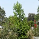 15 Ornamental Trees to Grow in Southern California - PlantNative.org