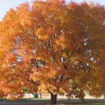 The Best Ornamental Trees to Grow in Arizona - PlantNative.org