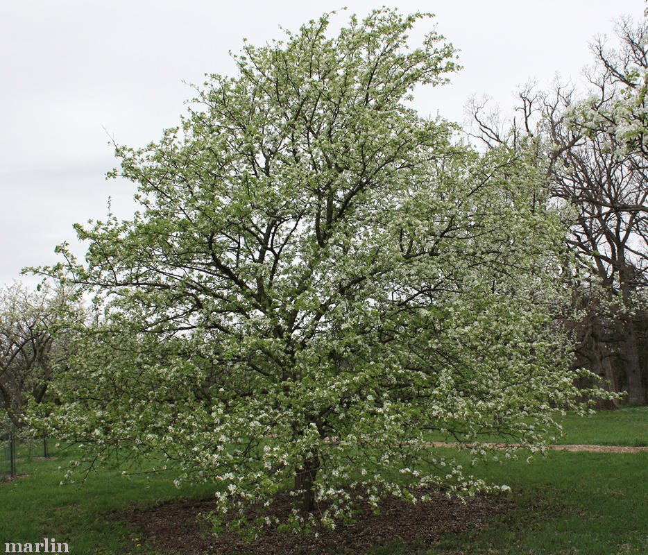 The Best Ornamental Trees to Grow in Arizona – PlantNative.org
