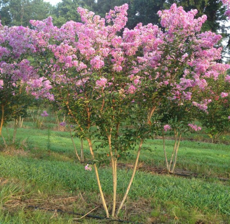 19 Ornamental Trees to Grow in North Carolina - PlantNative.org