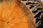 Is Elm Good for Firewood And How it Compares to Other Firewood ...