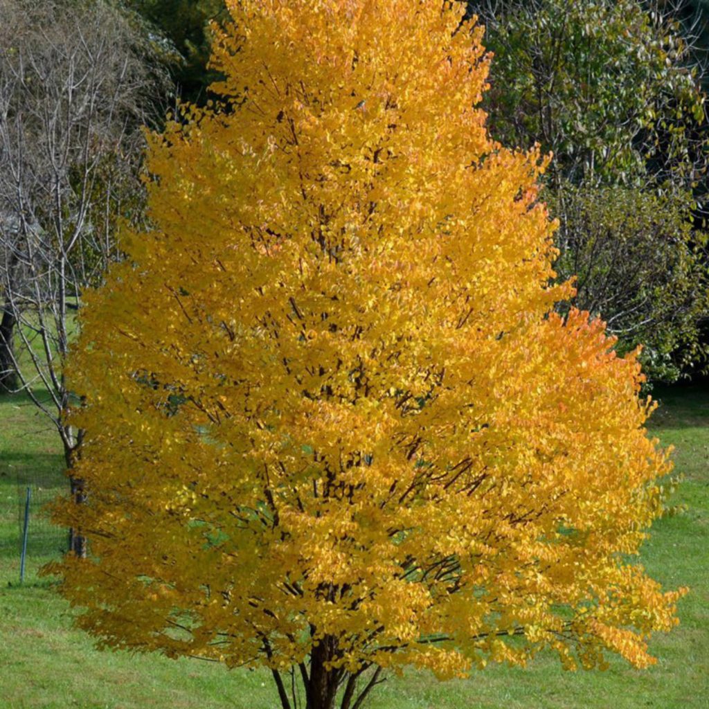 The Most Popular Ornamental Trees to Grow in Massachusetts ...
