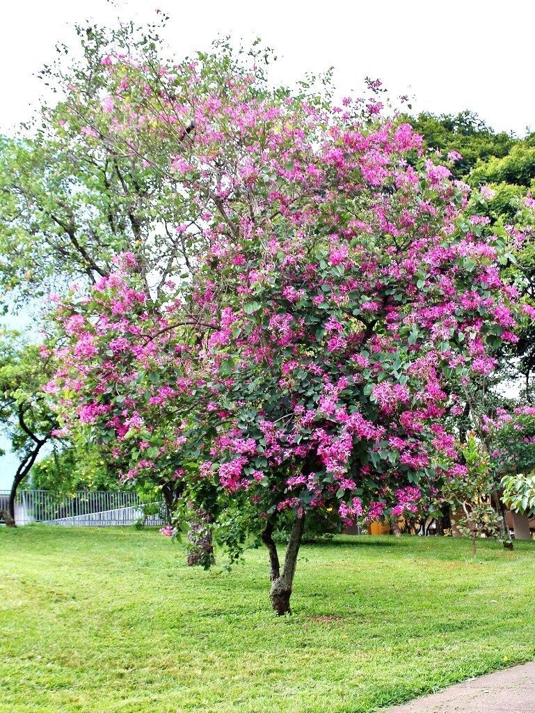 19 Ornamental Trees to Grow in North Carolina - PlantNative.org