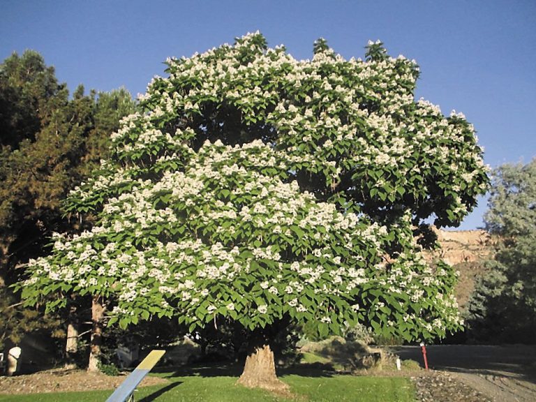 The Best Ornamental Trees to Grow in Georgia - PlantNative.org