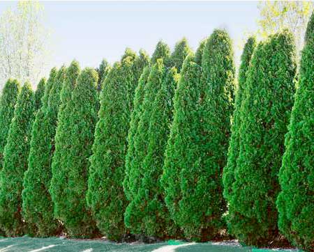 12 Evergreen Trees to Grow in Idaho - PlantNative.org