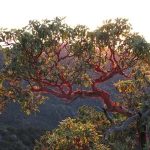 The Best Evergreen Trees to Grow in Arizona - PlantNative.org