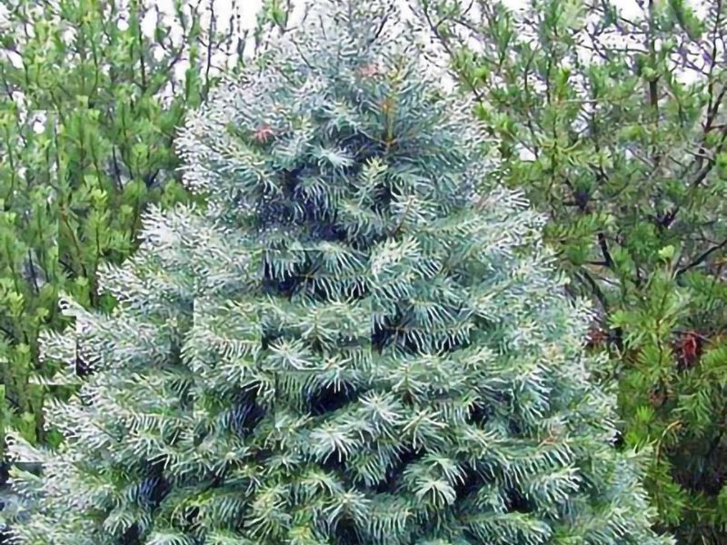 Best Evergreen Trees to Grow in Massachusetts - PlantNative.org