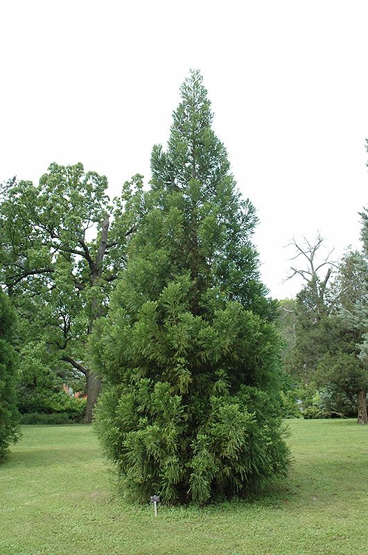 12 Evergreen Trees to Grow in Idaho - PlantNative.org