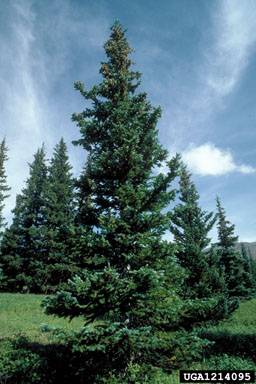 The Best Evergreen Trees to Grow in Colorado - PlantNative.org