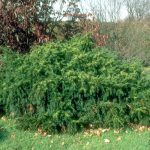 10 Evergreen Trees to Grow in Indiana - PlantNative.org