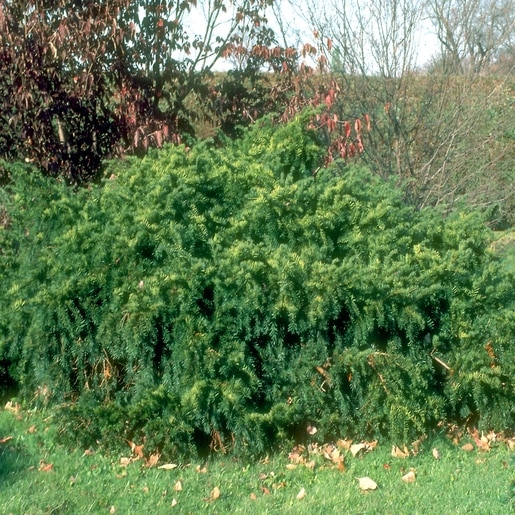 The Best Evergreen Trees to Grow in Connecticut - PlantNative.org