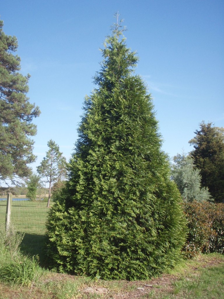 Best Evergreen Trees to Grow in Illinois - PlantNative.org