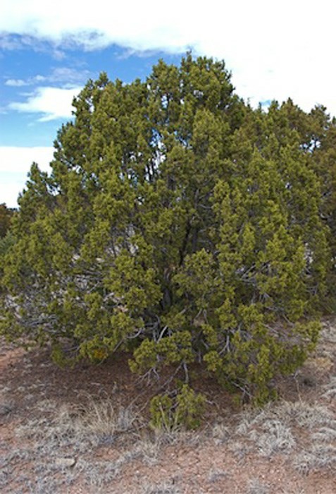 The Best Evergreen Trees to Grow in Colorado - PlantNative.org