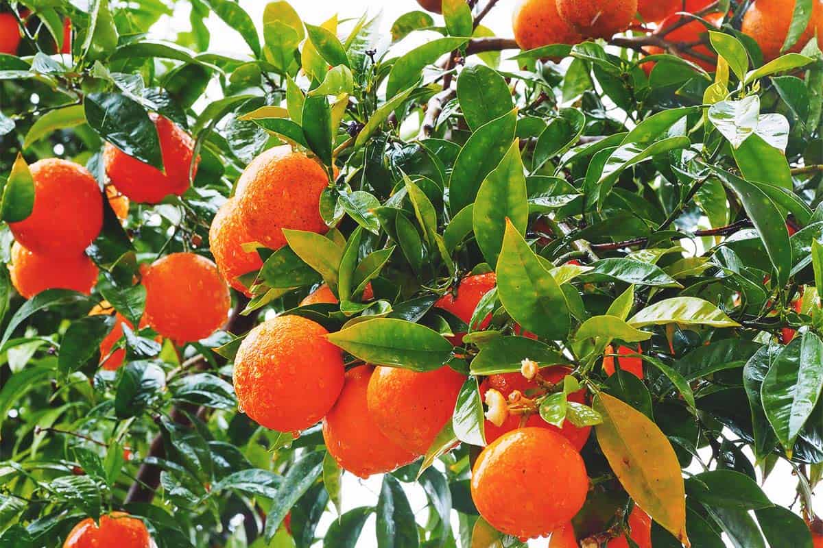 Best Evergreen Trees to Grow in Florida - PlantNative.org