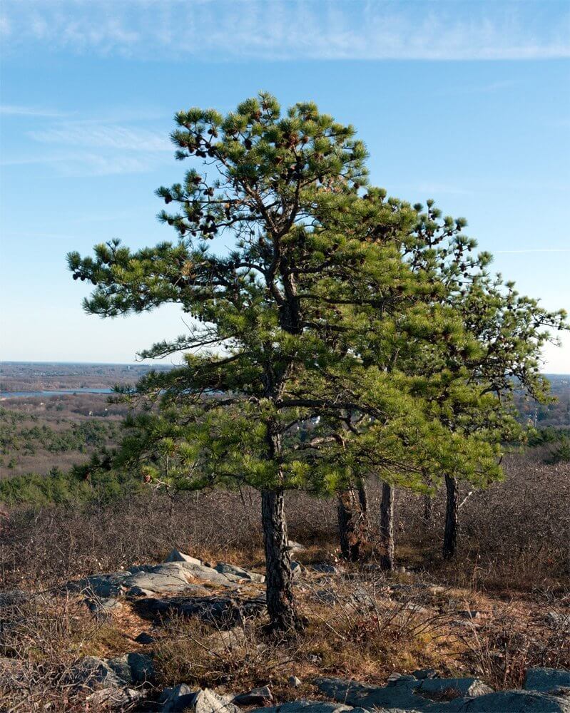 The Best Evergreen Trees to Grow in Connecticut - PlantNative.org