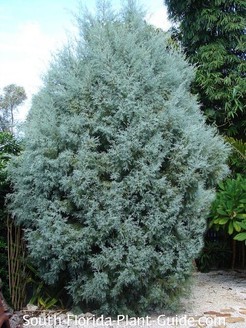 The Best Evergreen Trees to Grow in Arizona - PlantNative.org
