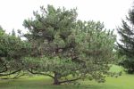 Best Evergreen Trees to Plant in Minnesota - PlantNative.org