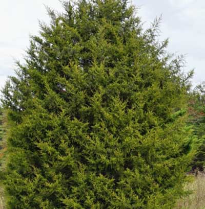 10 Evergreen Trees to Grow in Indiana - PlantNative.org