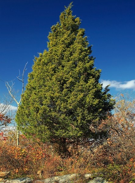The Best Evergreen Trees to Grow in Colorado - PlantNative.org
