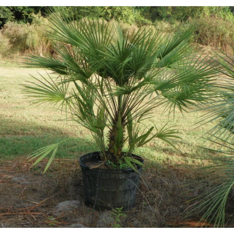 The Best Evergreen Trees to Grow in Connecticut - PlantNative.org