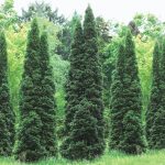9 Evergreen Trees to Plant in Michigan - PlantNative.org
