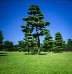 Best Evergreen Trees to Plant in Missouri - PlantNative.org