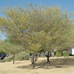 The Best Evergreen Trees to Grow in Arizona - PlantNative.org