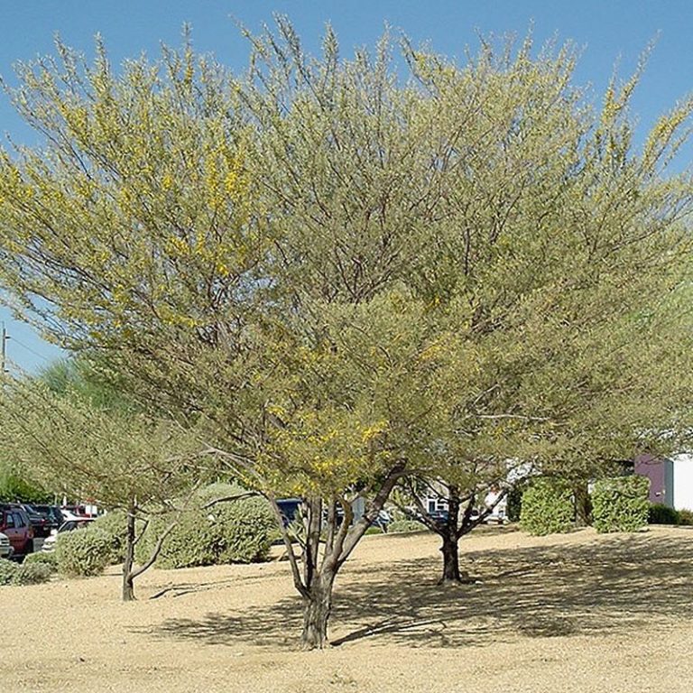 The Best Evergreen Trees to Grow in Arizona - PlantNative.org