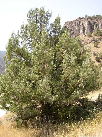 The Best Evergreen Trees to Grow in Arizona - PlantNative.org