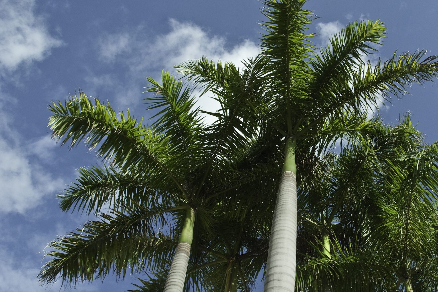 Best Evergreen Trees to Grow in Florida - PlantNative.org
