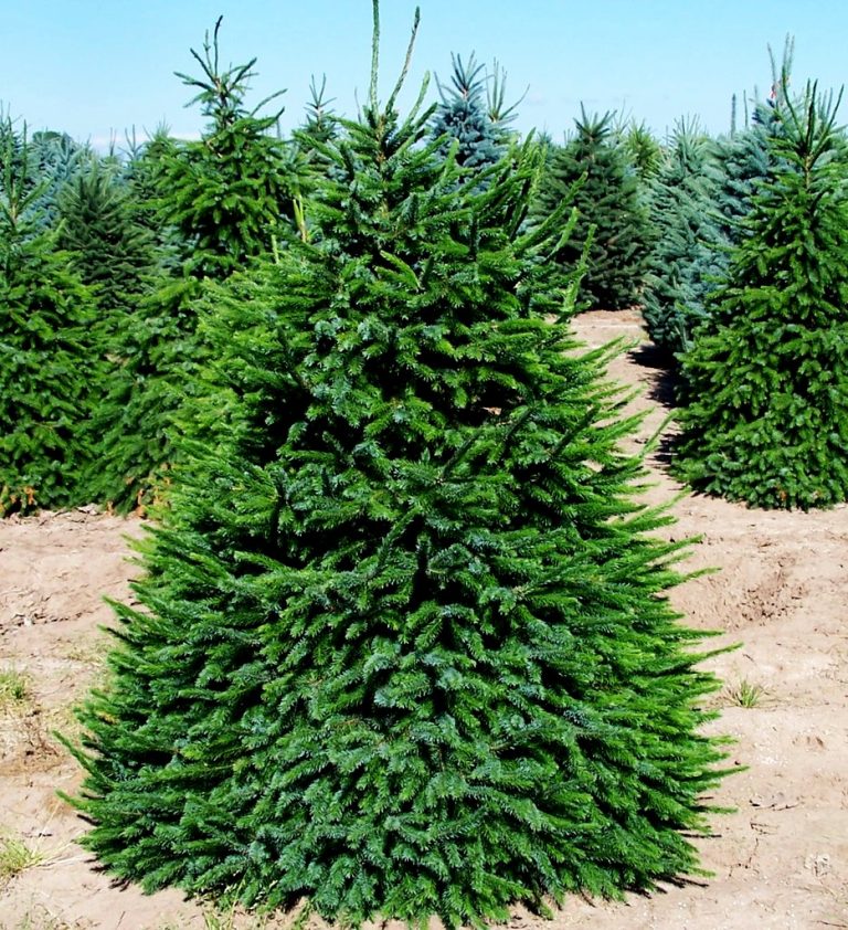 Best Evergreen Trees to Grow in Illinois - PlantNative.org