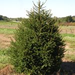 9 Evergreen Trees to Plant in Michigan - PlantNative.org