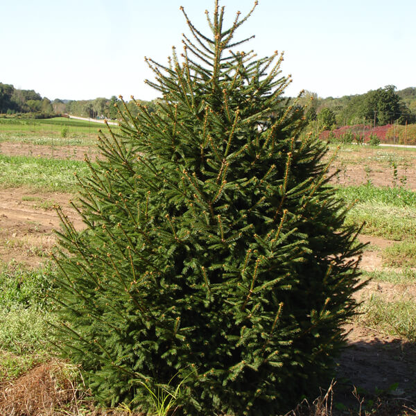 Best Evergreen Trees to Grow in Illinois - PlantNative.org