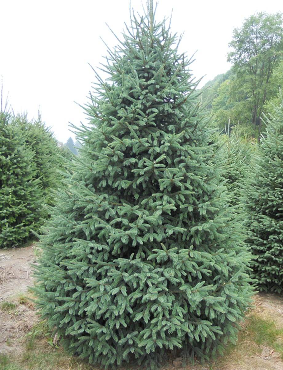 9 Evergreen Trees to Plant in Michigan - PlantNative.org