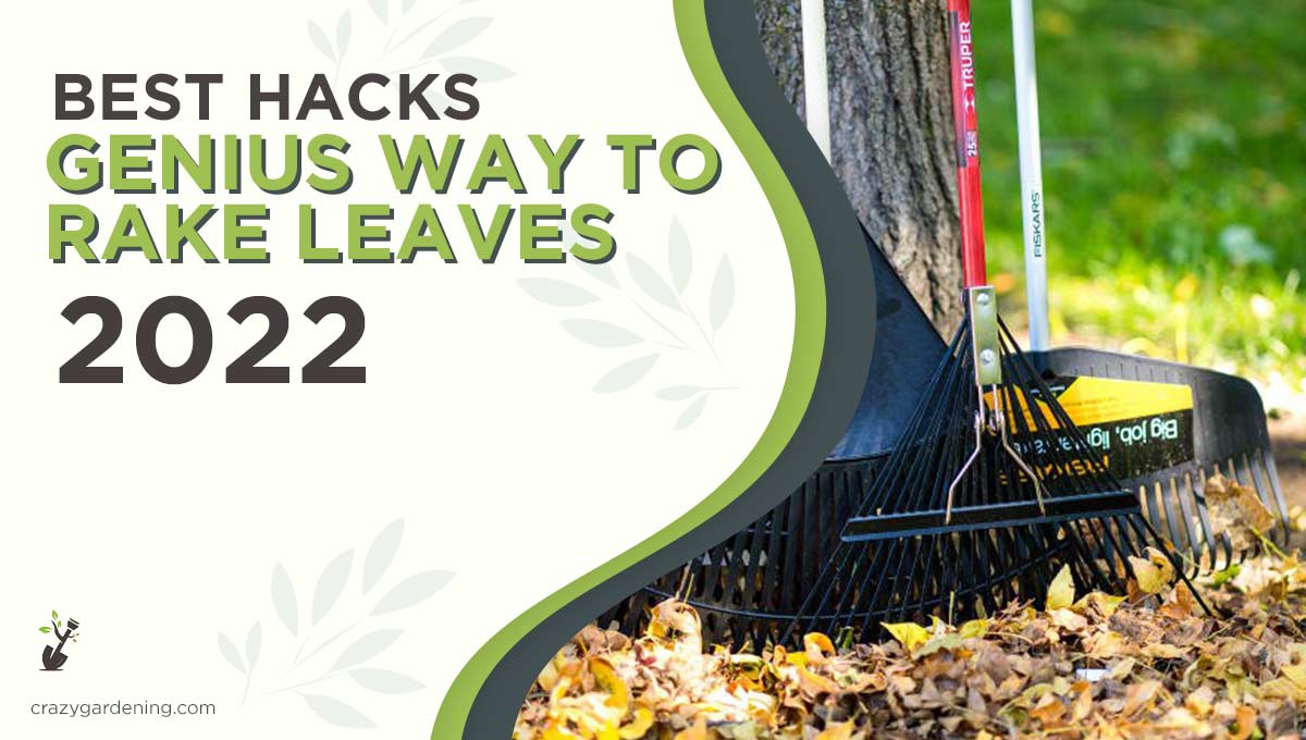 Genius Way to Rake Leaves Like a Pro [Effortless Hacks 2025 ...