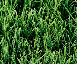 How to Choose the Right Type of Grass for Your Michigan Lawn ...