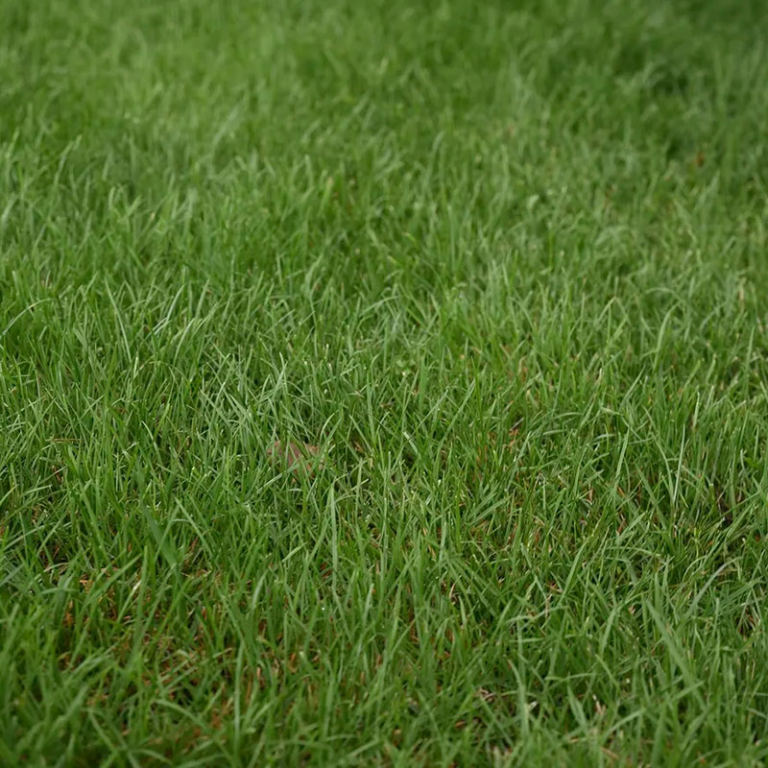 How to Choose the Right Type of Grass for Your Michigan Lawn ...