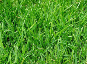 How to Choose the Right Type of Grass for Your Michigan Lawn ...