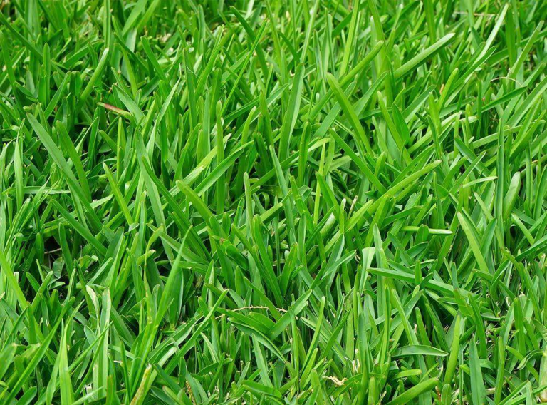 How to Choose the Right Type of Grass for Your Michigan Lawn ...