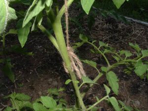 Best Plant Ties for Securing Stems: Top Picks for Your Garden ...