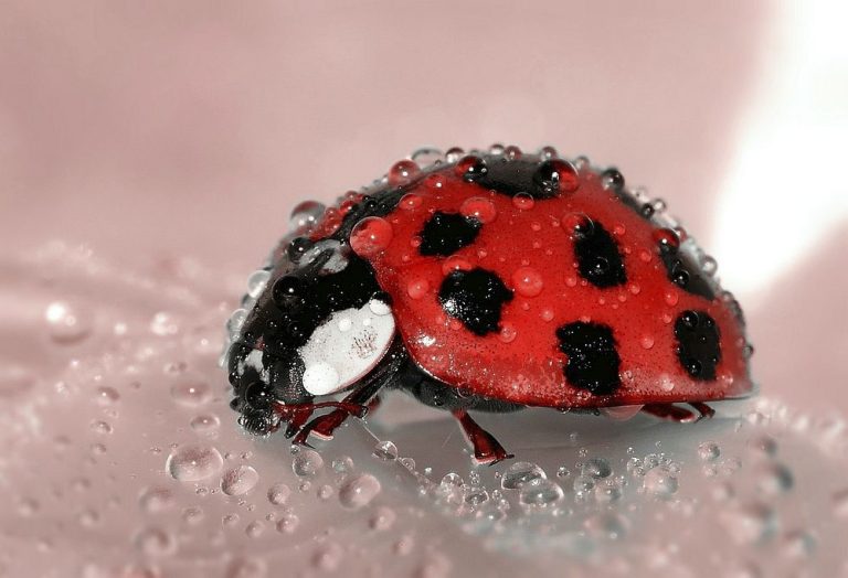 Best Ladybugs for Aphid Control: Native Plant Guide
