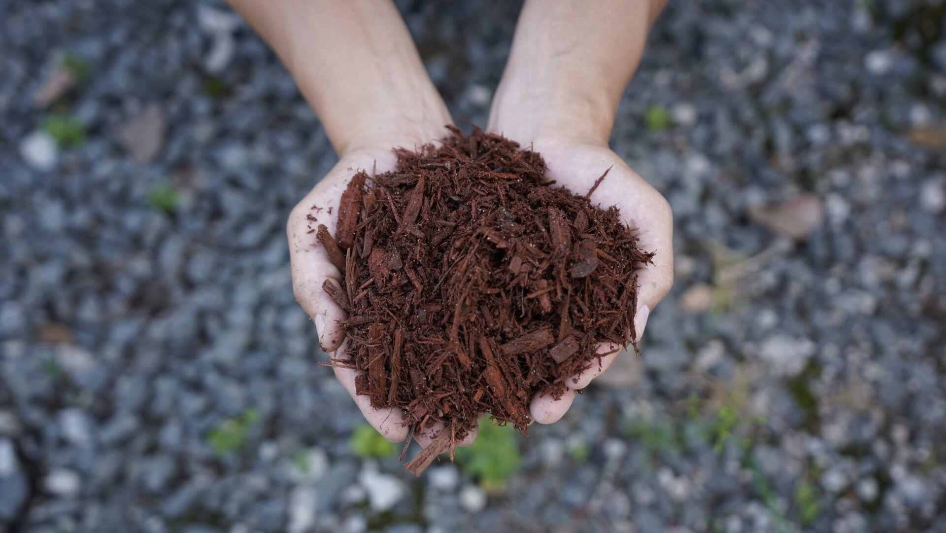 Best Mulches for Native Plant Beds: A Comprehensive Guide - PlantNative.org