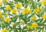 St. John's Wort Plant: Benefits, Side Effects, and Uses - PlantNative.org