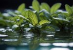 How to Propagate Mint: A Step-by-Step Guide - PlantNative.org