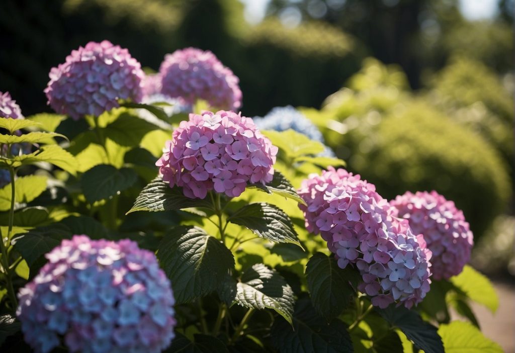 Do Hydrangeas Like Sun or Shade? A Gardener's Guide to Growing ...