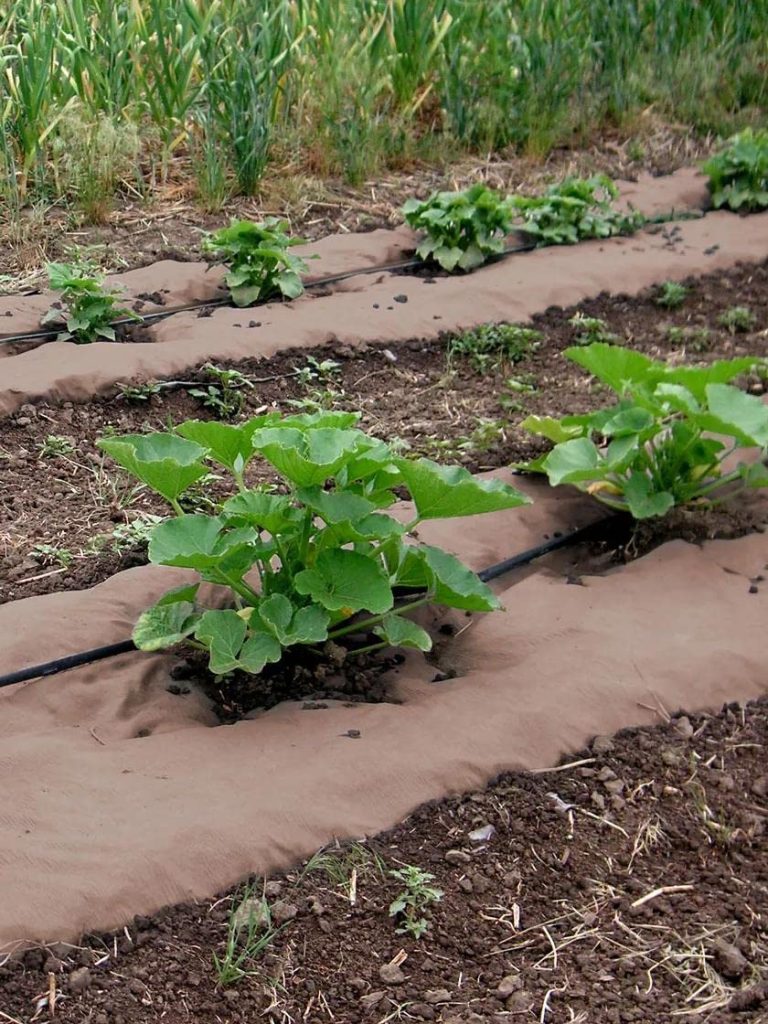 Best Mulches for Moisture Retention: A Comprehensive Guide ...
