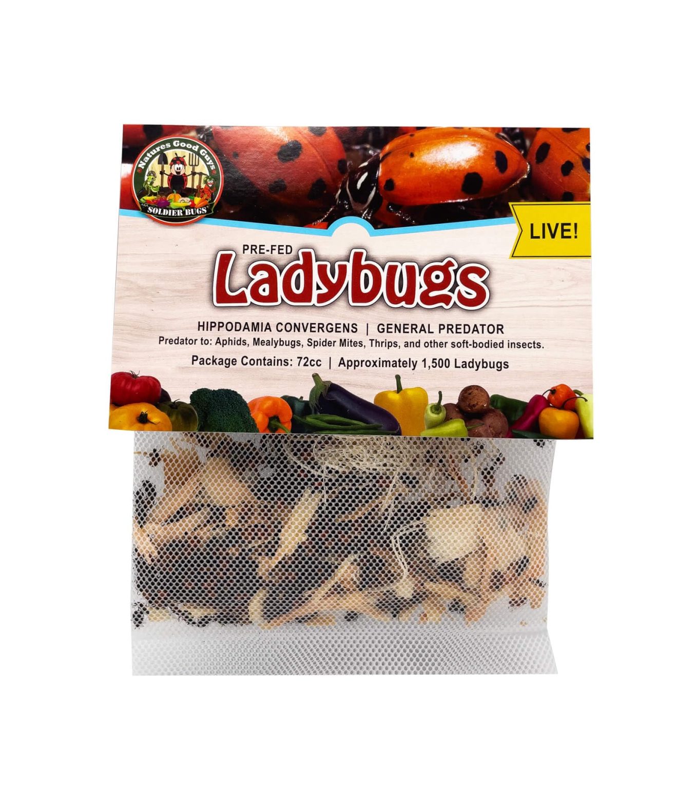 Best Ladybugs for Aphid Control: Natural Solutions for Your Garden ...