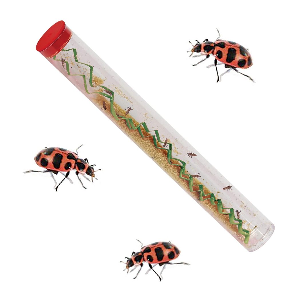 Best Ladybugs for Aphid Control: Natural Solutions for Your Garden ...