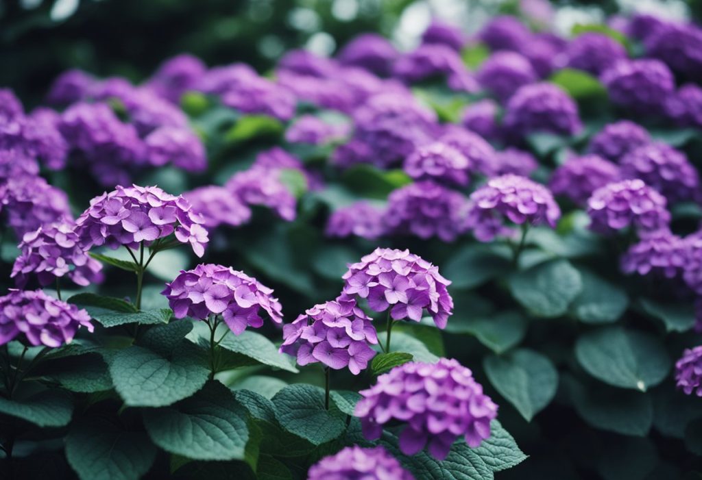Hydrangea Leaves Turning Purple: Causes and Solutions - PlantNative.org